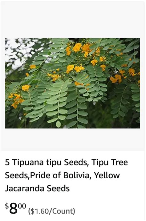 Plant Faqs Tipuana Tipu