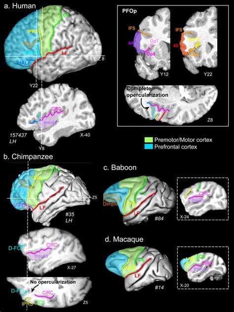 Ventrolateral Prefrontal Cortex Role