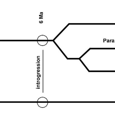 Phylogenetic Tree Showing How Introgression Caused The Speciation Of Download Scientific