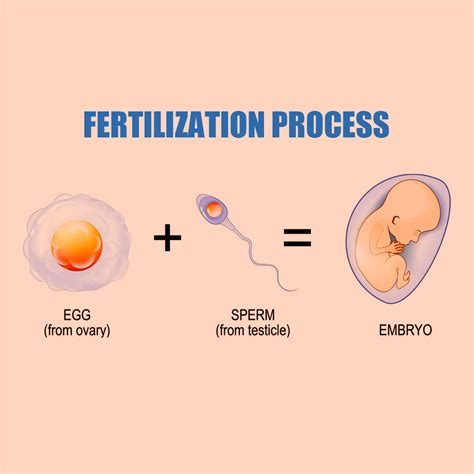 Pregnancy 🌟 The Fertilization Process How Life Begins 🤰 The Journey To Life Starts With A