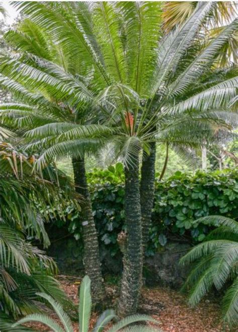 Cyca De Rumph Cycas Rumphii Semillas Del Mundo