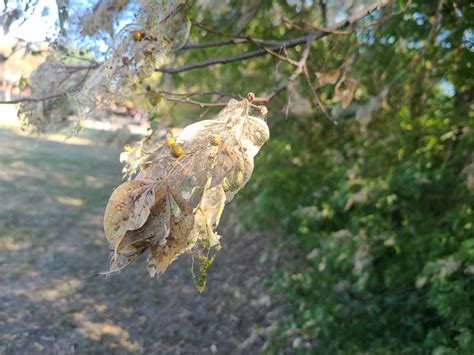 What Has Happened To My Hackberry Trees Tree Shepherds