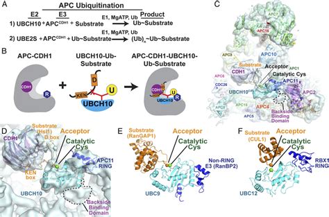 Cryo Em Reconstruction Of Apc Cdh1 Ubch10 Poised For Substrate Download Scientific Diagram