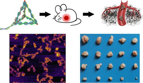 Self Assembled Multivalent Aptamer Drug Conjugates Enhanced Targeting And Cytotoxicity For Her2