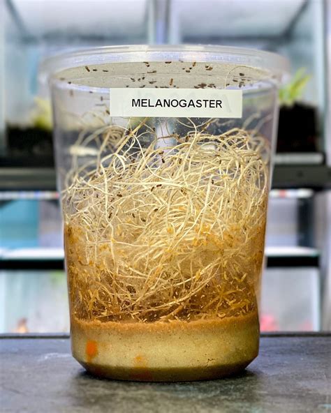 Buy Flightless Wingless Fruit Fly Culture Drosophila Melanogaster