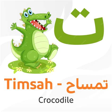 아랍어 알파벳 아랍어 문자로 아랍어 문자 악어 배우기 프리미엄 Psd 파일