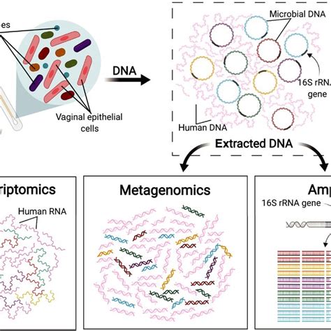 Preparing Vaginal Microbiome Samples For Community Sequencing The Download Scientific Diagram