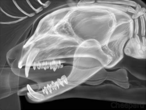 Rule 34 Ambiguous Gender Anatomically Correct Anatomically Correct Genitalia Anatomically