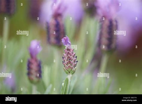 Lavender Flowering Plant Stock Photo Alamy