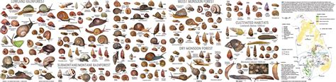 Garden Snail Identification Chart