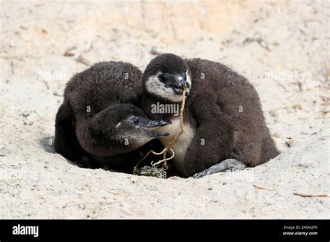 African Penguin Spheniscus Demersus Two Chicks At The Nest