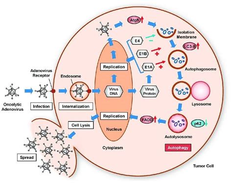 Adenovirus — Department Of Microbiology Centre For Infectious Diseases
