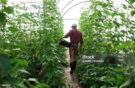 온실 농장의 자연 농업 환경에서 식량으로 일하는 수확 농장 및 농부 정원에서 채소 식물 및 생태학을 농사하는 중소기업을 가진 흑인의 뒤로 비즈니스에 대한 스톡 사진 및 기타