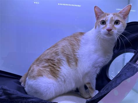 코리안숏헤어 별이 요크셔테리어무료입양사이트 웰시코기무료입양사이트 이탈리아그레이하운드무료입양사이트 치와와무료입양사이트 코카스파니엘무료입양사이트 폼스키무료입양사이트 폼치무료입양