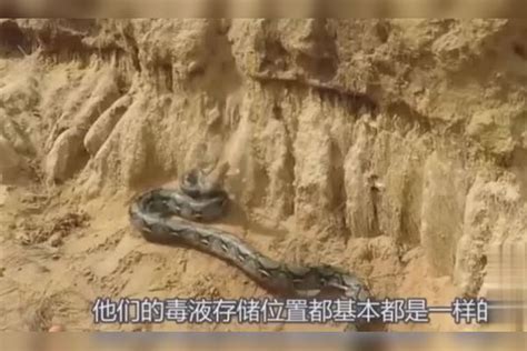 打蛇先打头！杀死毒蛇后必须要把蛇头埋掉毒蛇蛇头