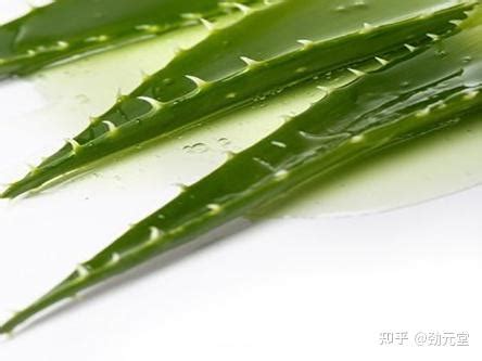 芦荟怎么吃减肥 知乎