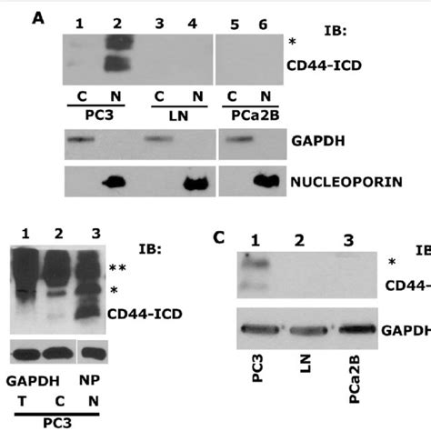 Characterizing The Expression Of Runx2 In Pca Cell Lines A The