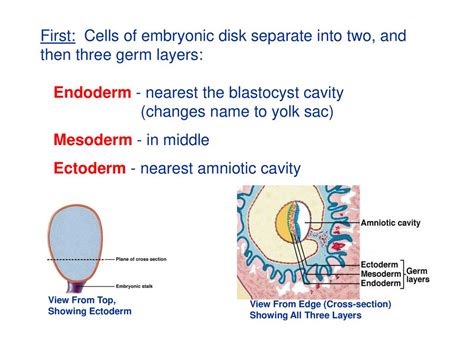 Biology 212 Anatomy And Physiology Ppt Download