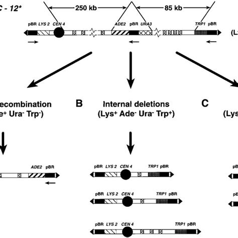 Schematic Representation Of The Genetic Consequences Of Recombination