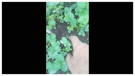 Greenhouse Garden Update Eporner