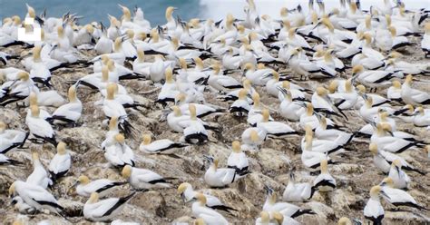 낮에는 하얀 모래 해변에 있는 흰색과 갈색 바다 조개 사진 Unsplash의 무료 파랑 이미지