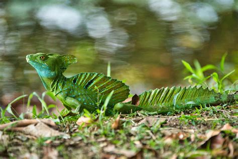 Download Plumed Basilisk Lizard Near Water Wallpaper