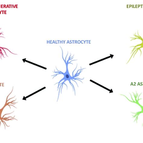 Pdf Astrocyte Heterogeneity In The Adult Central Nervous System