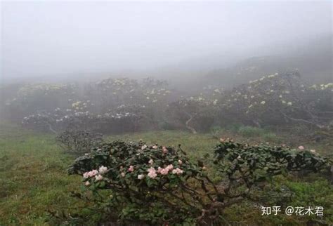 国家Ⅱ级珍稀濒危物种我国滇西独有的蓝果杜鹃 知乎