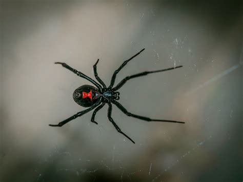 Black Widow Spider Look Black Widow Spiders In Denver Not To Fear In