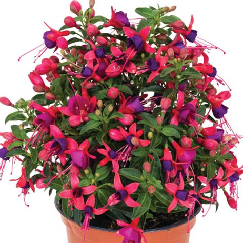 Fuchsia Red And Purple Garden Express