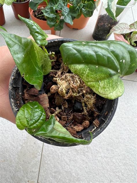 Plant Sale Piper Hoya Milk Confetti Philodendron Furniture Home Living Gardening