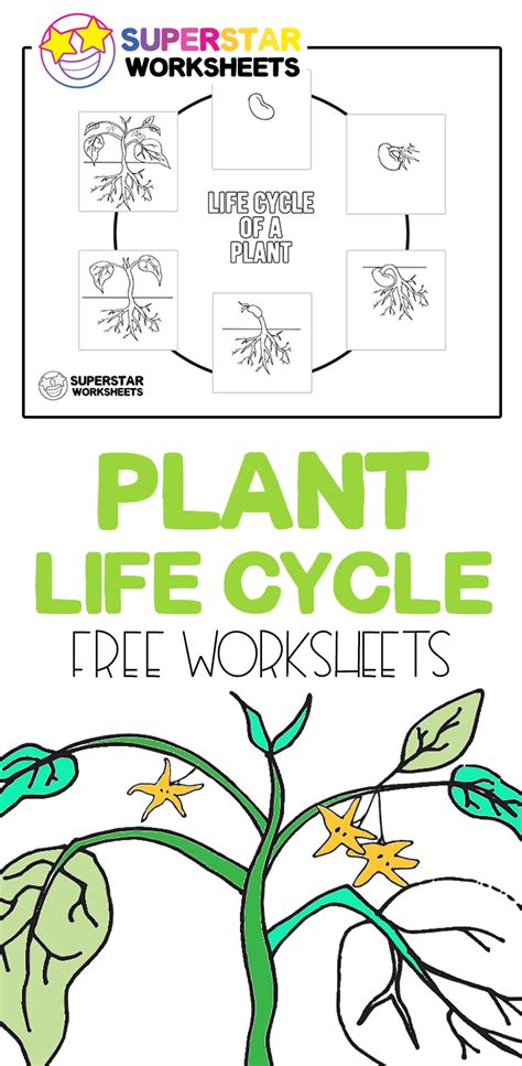 Free Printable Plant Life Cycle