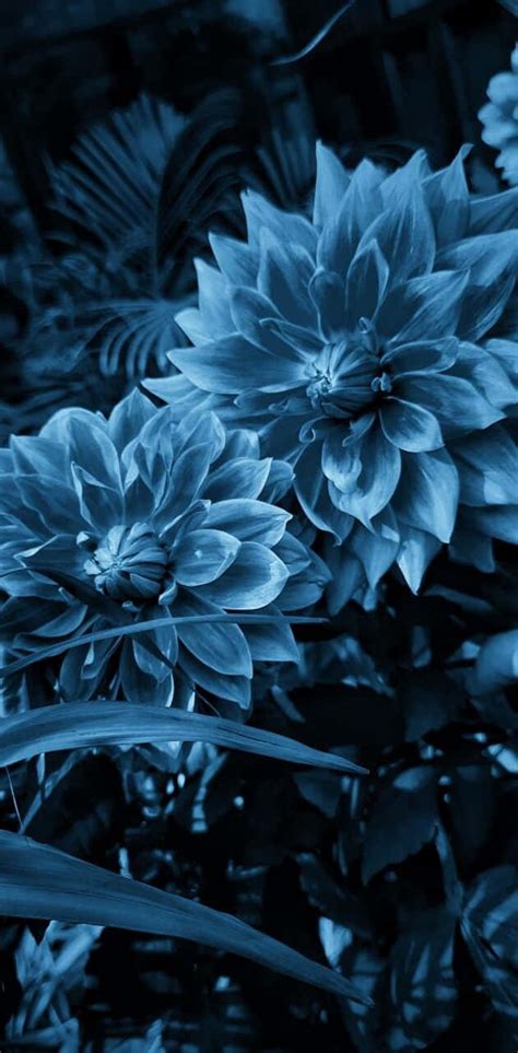1700 Blue Flowers Aesthetic Backgrounds