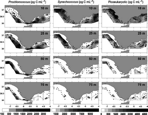 Horizontal Distribution Of Prochlorococcus Left Panels Synechococcus Download Scientific