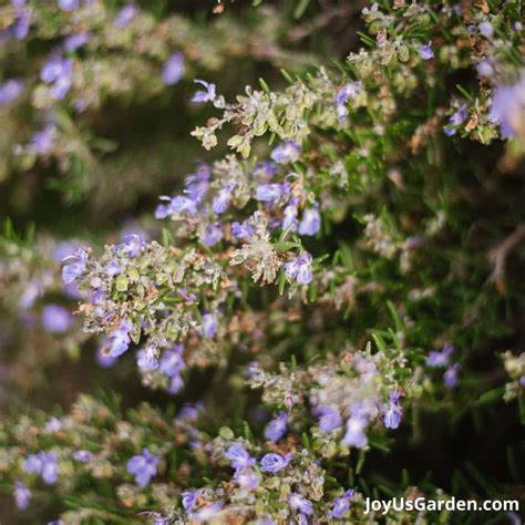 Rosemary Plant With Purple Flowers