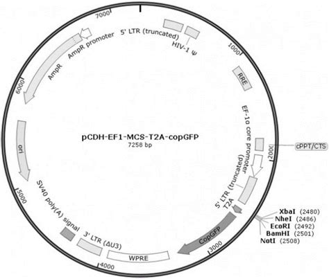 Ror1 Specific Chimeric Antigen Receptor And Application Thereof