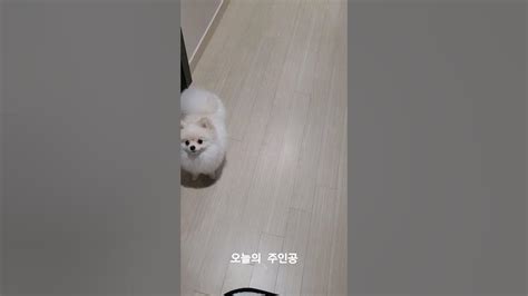 잠시후 모습을 드러낸 오늘의주인공 Youtube