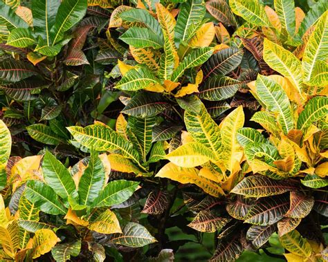 Growing A Croton Plant Outdoors A Z Animals