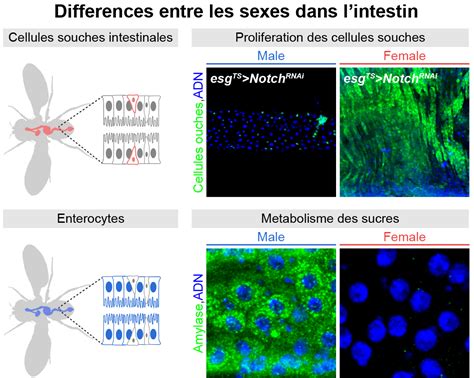 Even Intestines Are Sexually Distinct CNRS