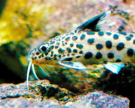 Synodontis Multipunctatus Facts Diet Habitat And Pictures On Animaliabio