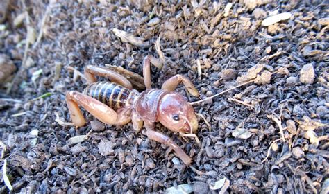Jerusalem Cricket Ralph Waldt