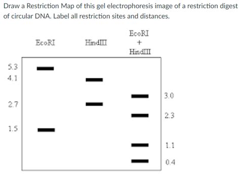 Solved Draw A Restriction Map Of This Gel Electrophoresis Solved Draw A Restriction Map Of This Gel Electrophoresis