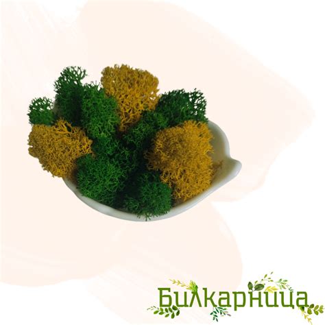 Кашпа със Скандинавски мъх Билкарница