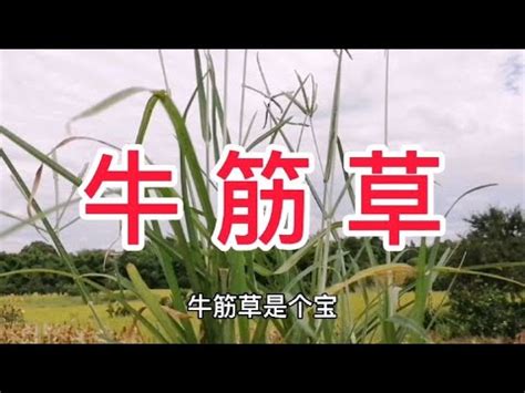 农村到处都是的牛筋草农民讨厌它用处广泛你知道它的价值吗 YouTube