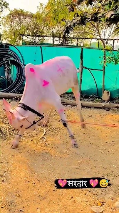 अामचाफक्तएकचनादबैलगाडाशर्यत 🔥 नाद एकच बैलगाडा शर्यतshort Ytshort Shortsindia Youtube