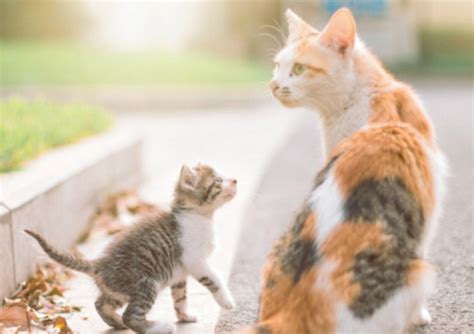 猫和人类是如何相处的 知乎
