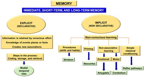 Types Of Memory And Related Brain Structures Depending On How The Download Scientific Diagram