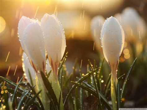 30 весняних шпалер для робочого столу