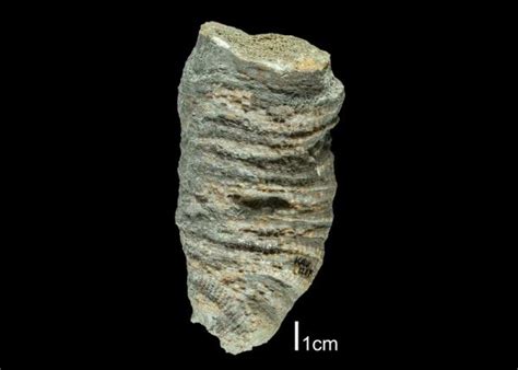 Heliophyllum Halli · Devonian Atlas Of Ancient Life