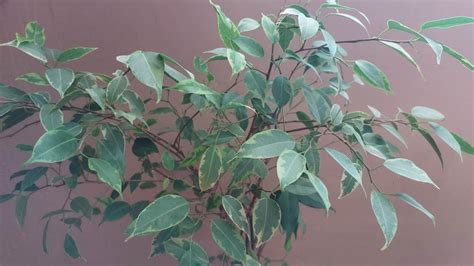 Как да поливаме цветята според сезона